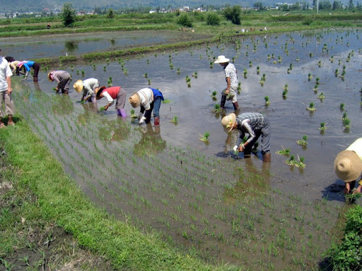 Typy rolnictwa | Geografia24.pl