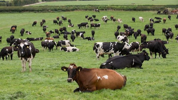 Typy rolnictwa | Geografia24.pl