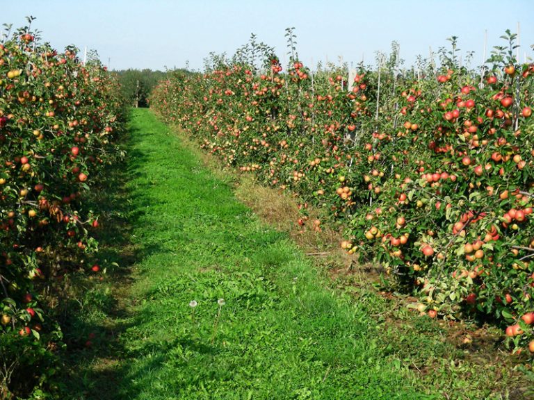 Typy rolnictwa | Geografia24.pl