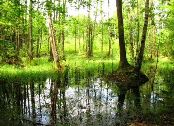 Lasy w Polsce | Geografia24.pl