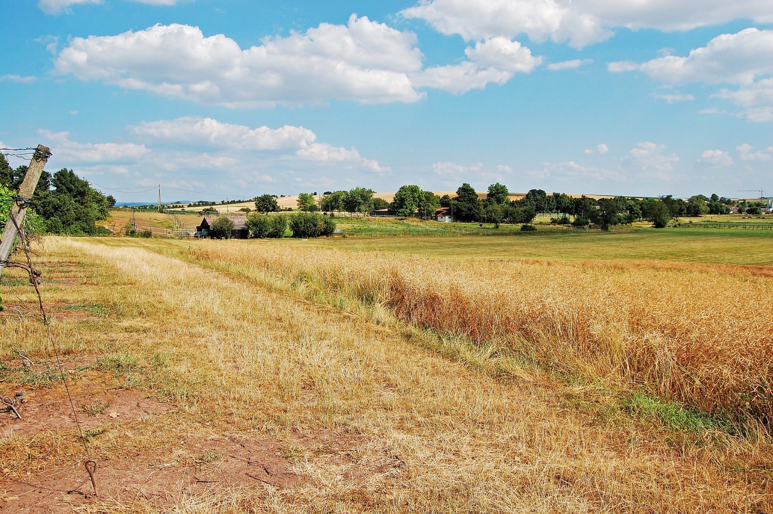 Rolnictwo Danii i Węgier | Geografia24.pl